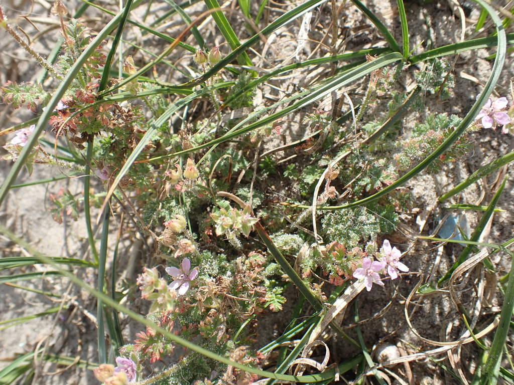 Redstem Stork's-bill from Eastney, England, UK on September 6, 2020 at ...