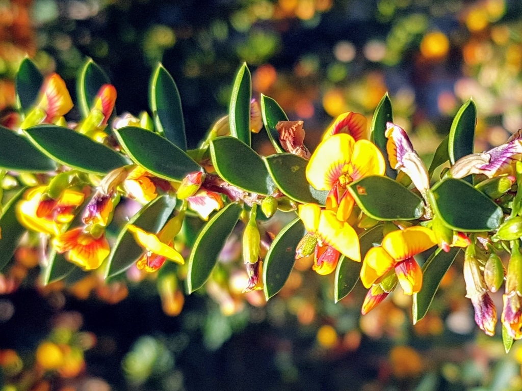 Egg and Bacon Plant (Eutaxia myrtifolia) - Botanical Realm