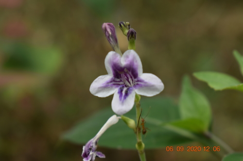 Asystasia indica · iNaturalist