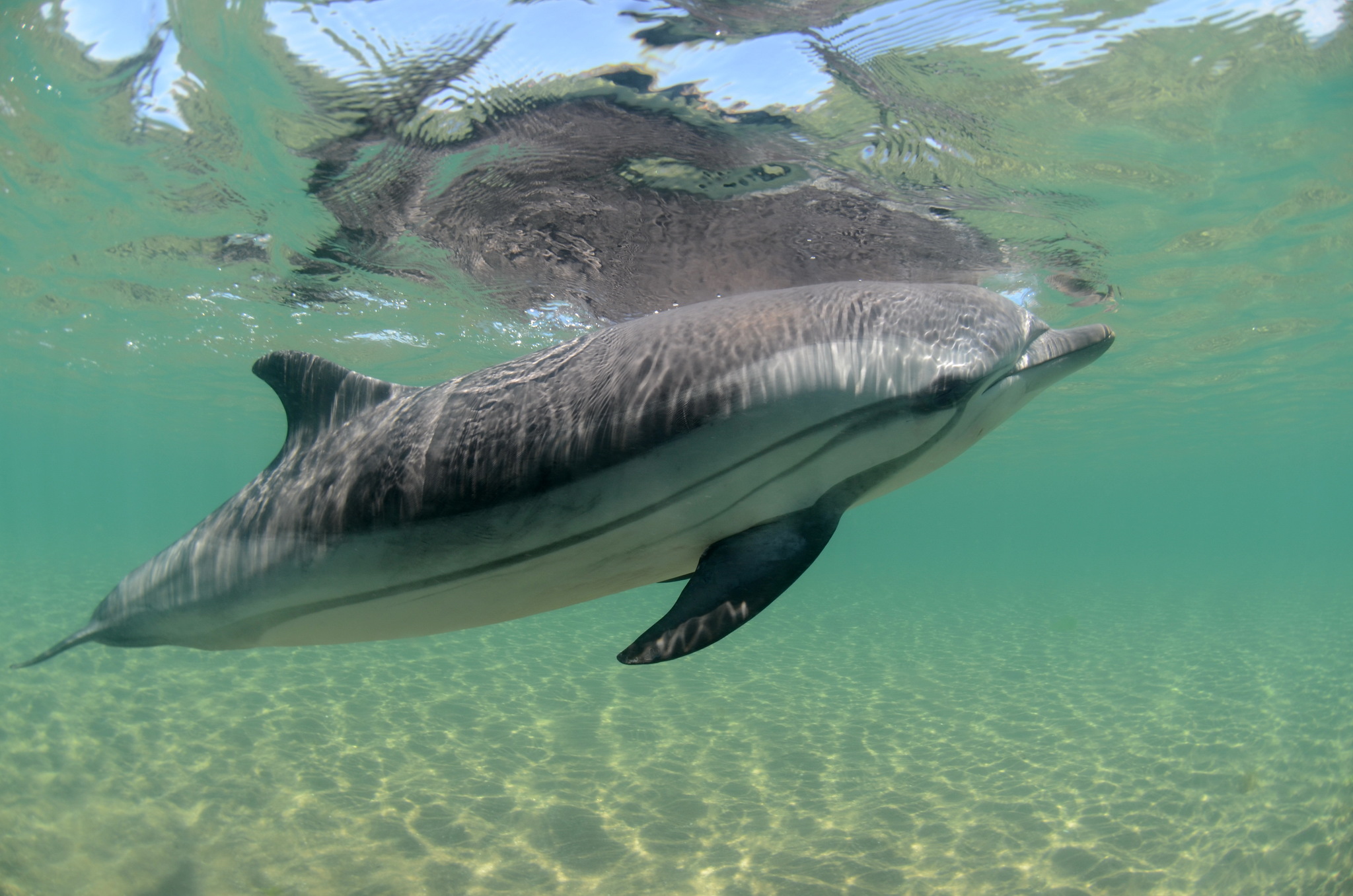 Striped Dolphin
