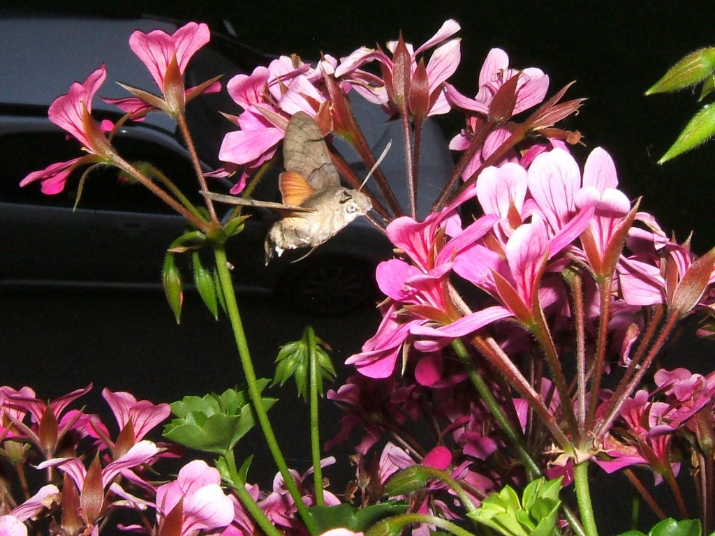 Eurasian Hummingbird Hawkmoth From Hopferau Germany On July 23 2011 Eurasian Hummingbird Hawkmoth From Hopferau Germany On July 23 2011