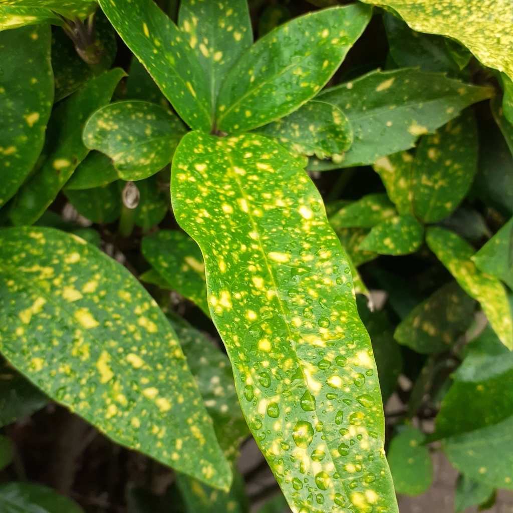 Aucuba ringspot virus from Crawley RH10 1FX, UK on August 23, 2020 at ...