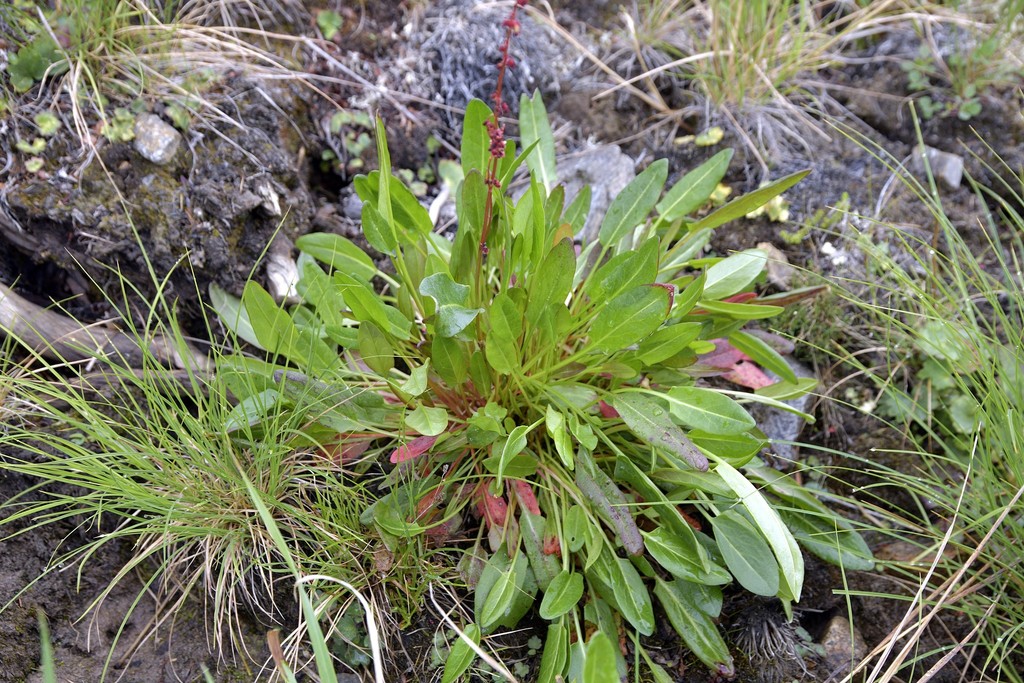 Arctic Dock (Rumex arcticus) - Botanical Realm