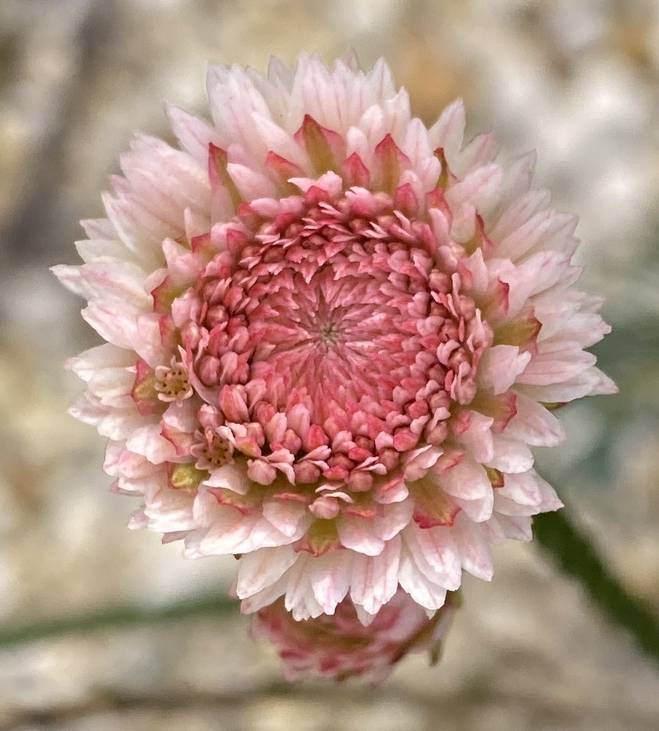 Actinodium cunninghamii from Bremer Bay, WA, AU on September 4, 2020 at ...