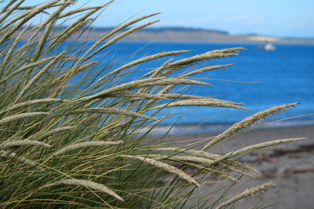 European marram grass (Calamagrostis arenaria) - Botanical Realm