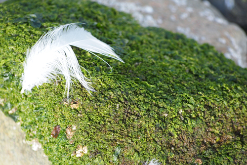 Familia Prasiolaceae · NaturaLista Colombia