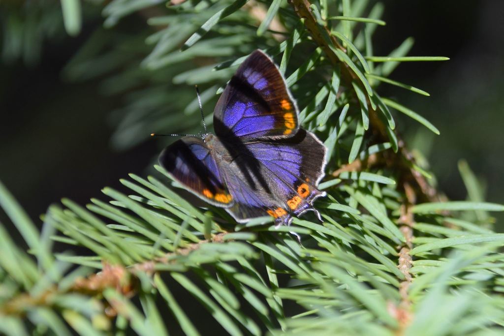 Colorado Hairstreak (Arthropods of Sweitzer Lake State Park) · iNaturalist