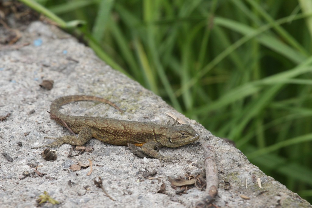 Graphic Spiny Lizard in July 2017 by Alfonso Gutiérrez Aldana · iNaturalist
