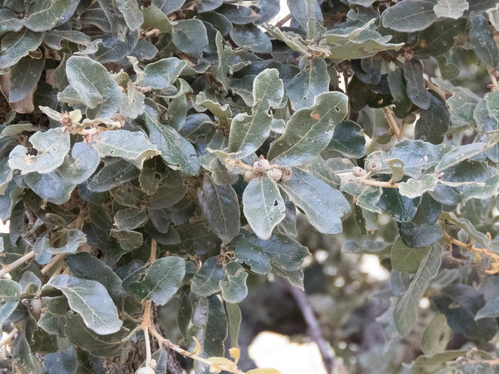 MÉXICO | Debate de la Megadiversidad | Climas, Flora, Fauna ...