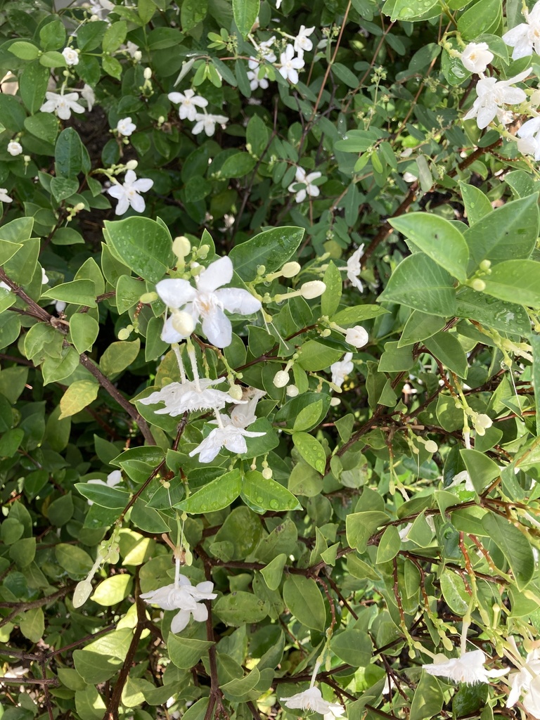 Artic Snow (Wrightia antidysenterica) - Botanical Realm