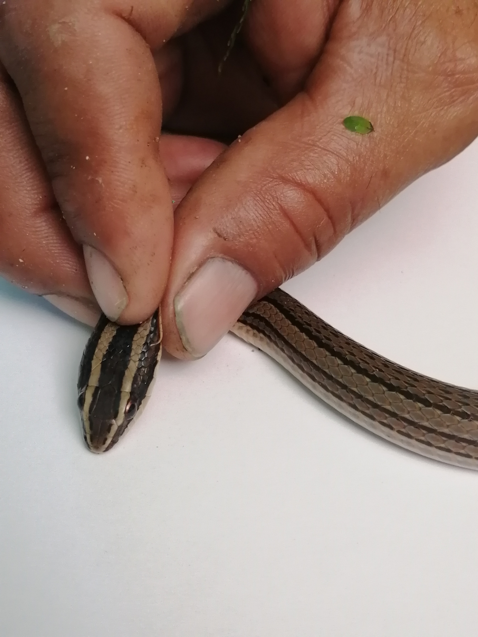 Conophis vittatus Peters, 1860