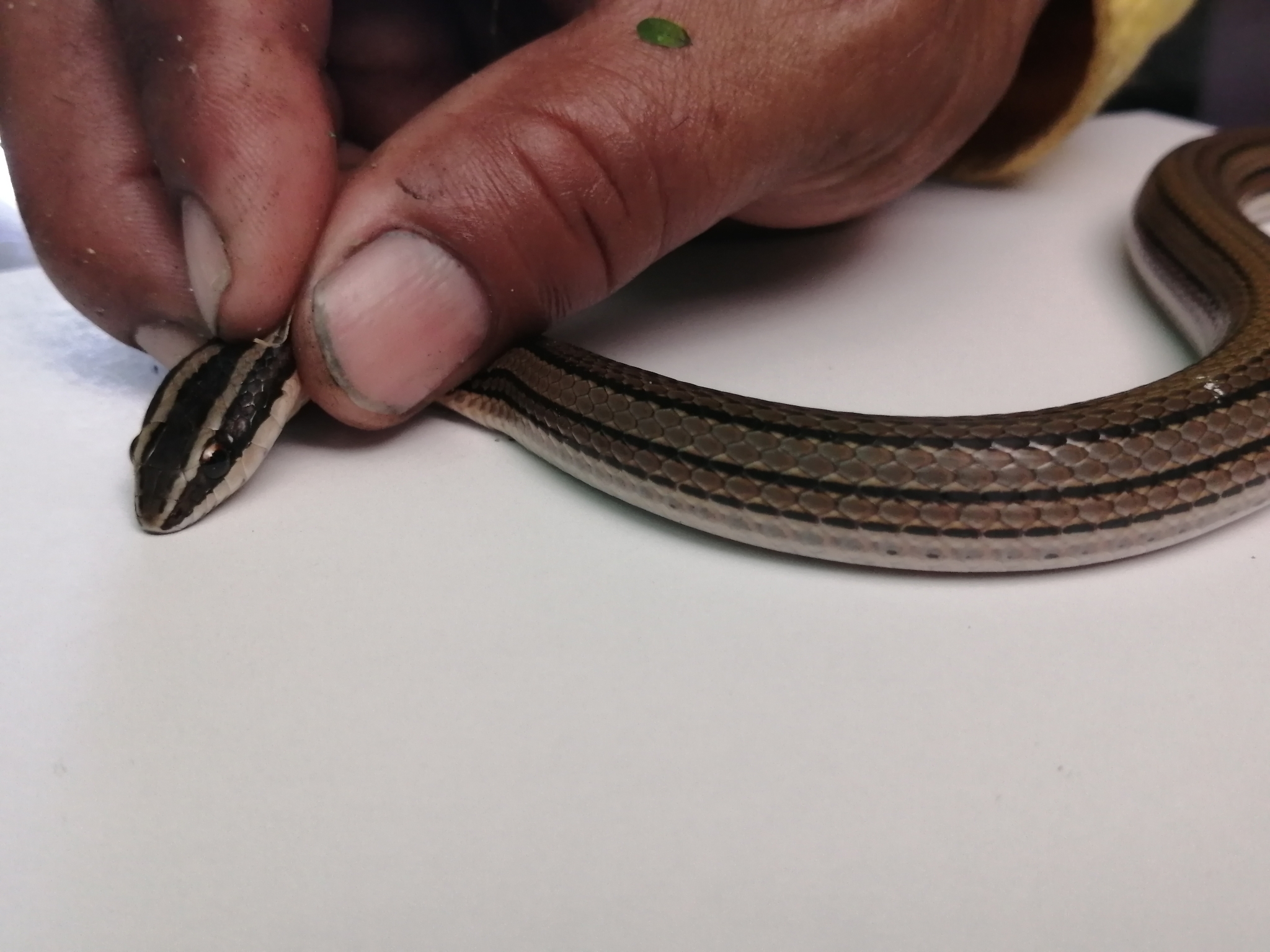 Conophis vittatus Peters, 1860