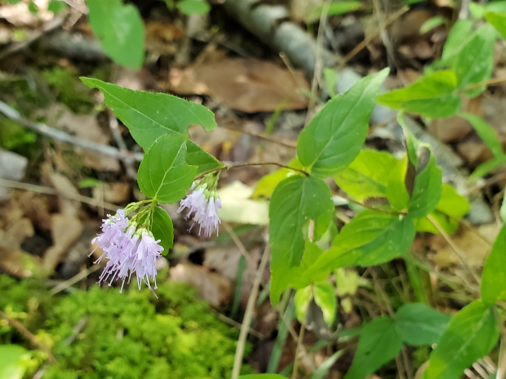 common dittany from 5, Freedom, MD, USA on September 07, 2020 at 11:40 ...