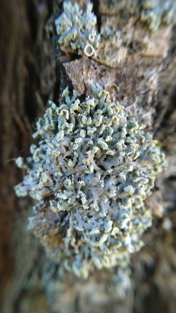 Physcia tenella (Espèces du programme Lichens GO) · iNaturalist
