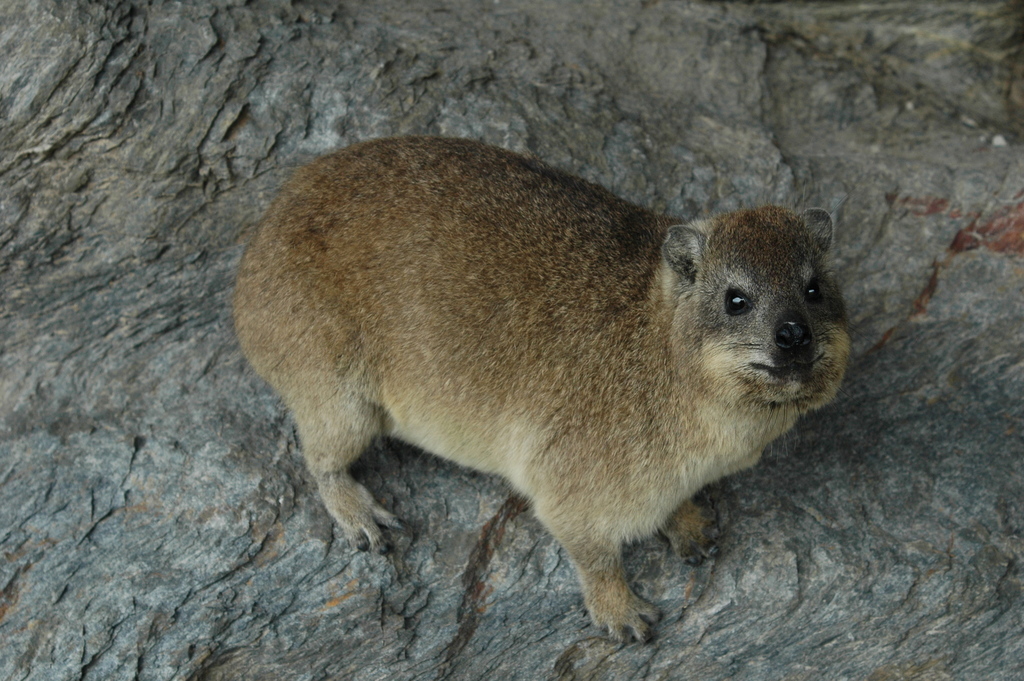 Rock Hyrax (Mammals of the Mfolozi River catchment, South Africa ...