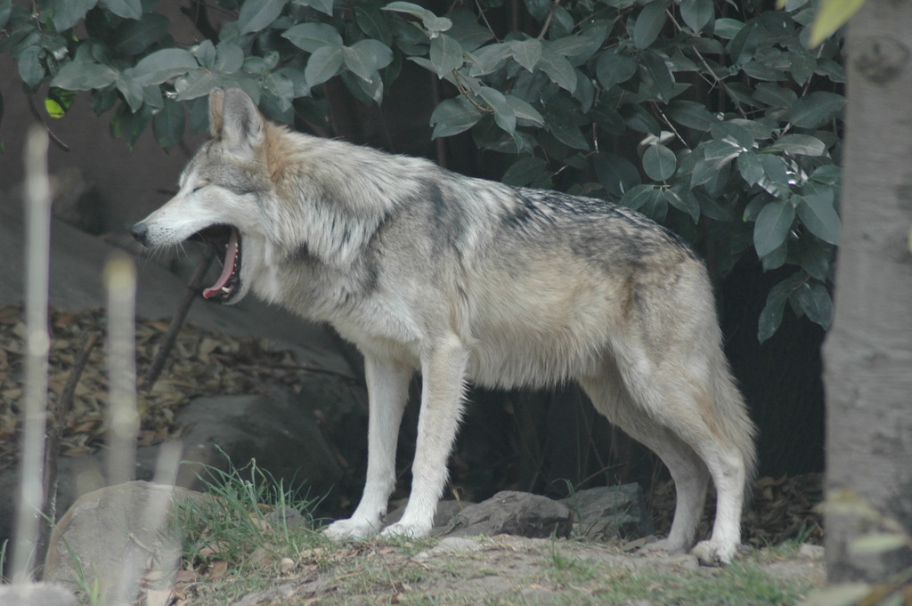 Lobo Mexicano (Vertebrados de La Michilía) · iNaturalist