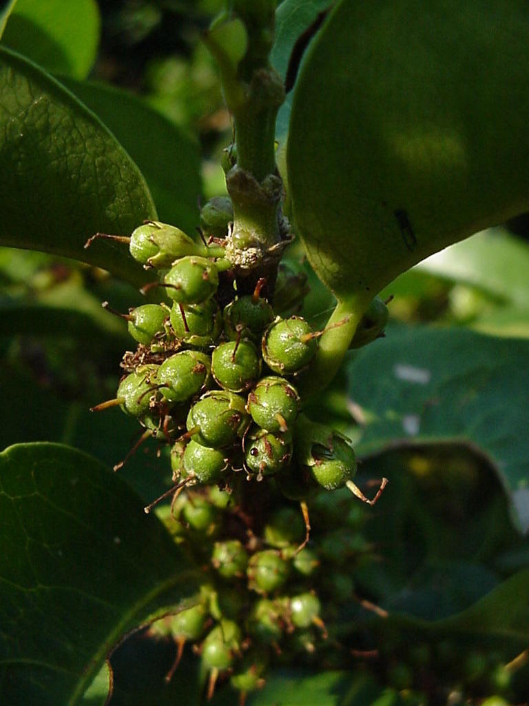 Large-Leaved Onionwood (Cassipourea gummiflua) - Botanical Realm