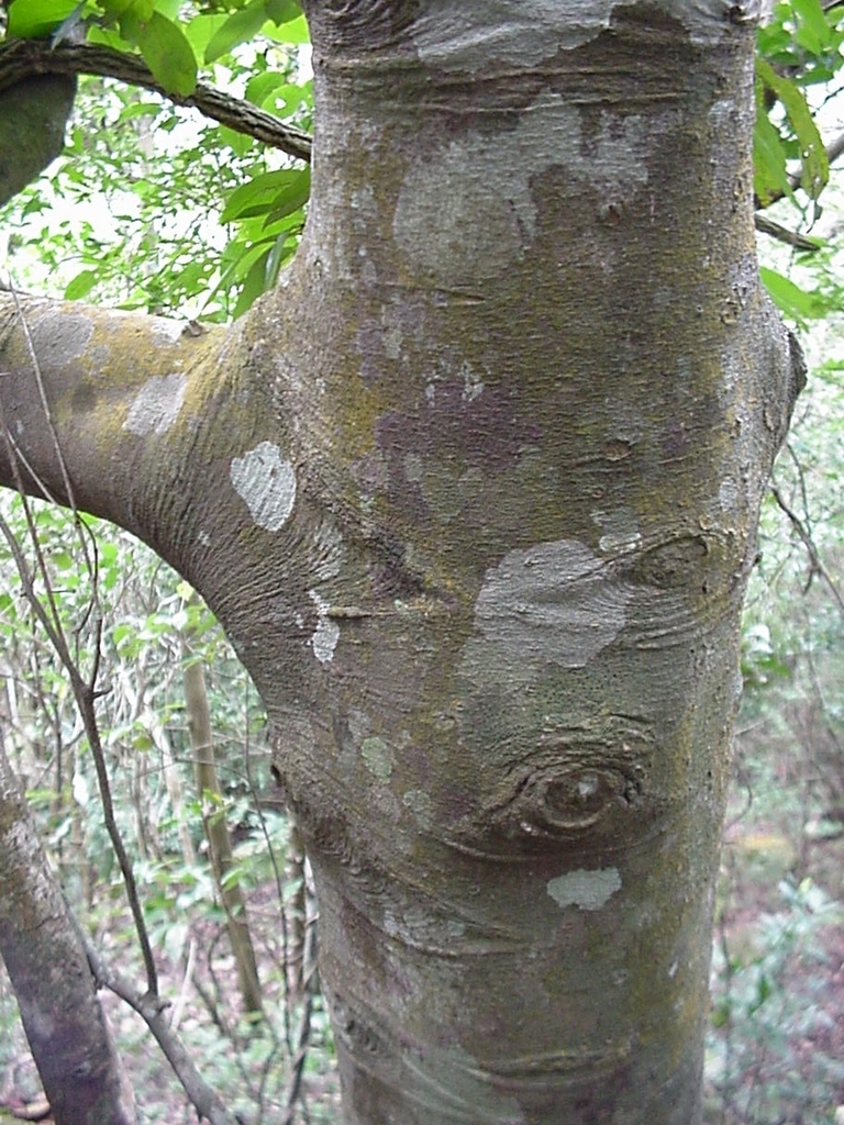 Large-Leaved Onionwood (Cassipourea gummiflua) - Botanical Realm