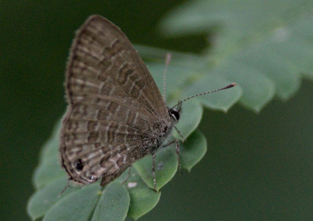 Common Line Blue from Shiv Puram Phase -I, Haldwani, Uttarakhand 263139 ...