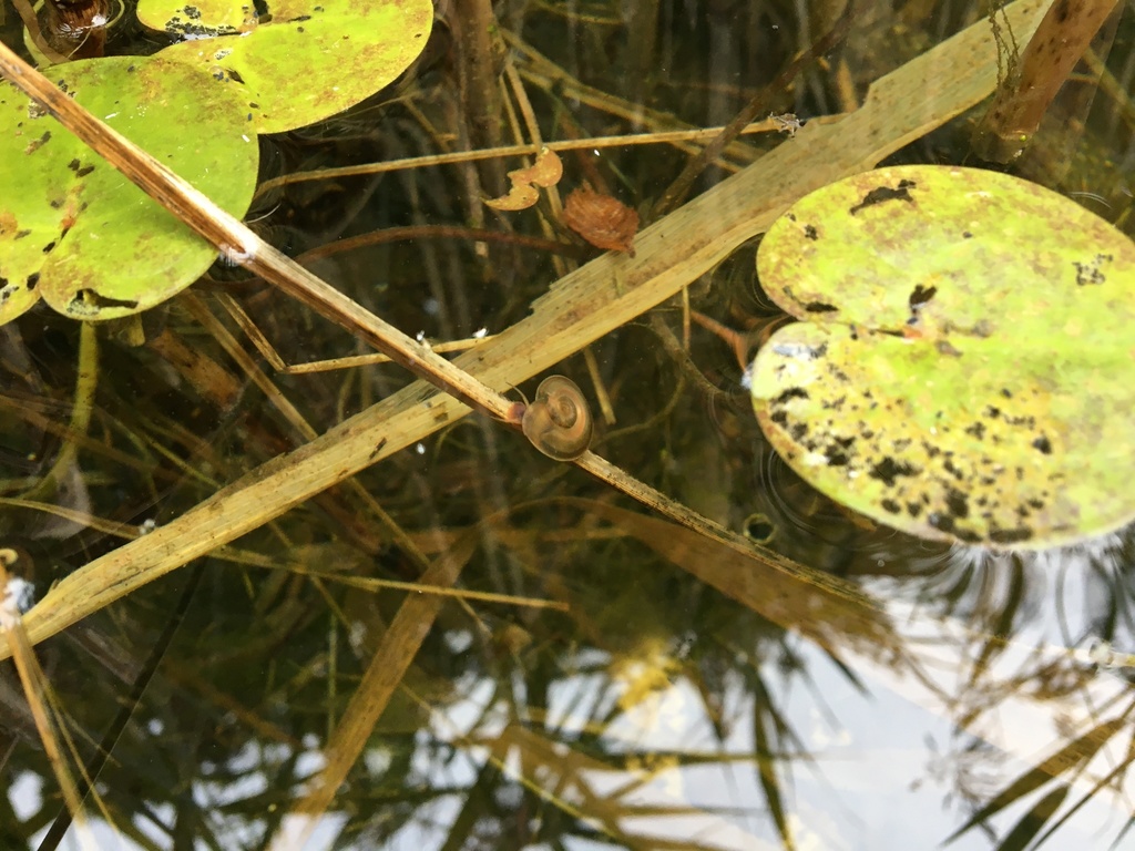 Keeled Ram's-horn from Sariai, Lithuania on September 7, 2020 at 05:10 ...
