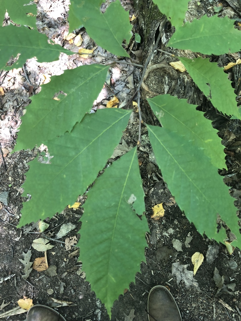 American chestnut from Noah Ln, Tolland, CT, US on September 7, 2020 at ...