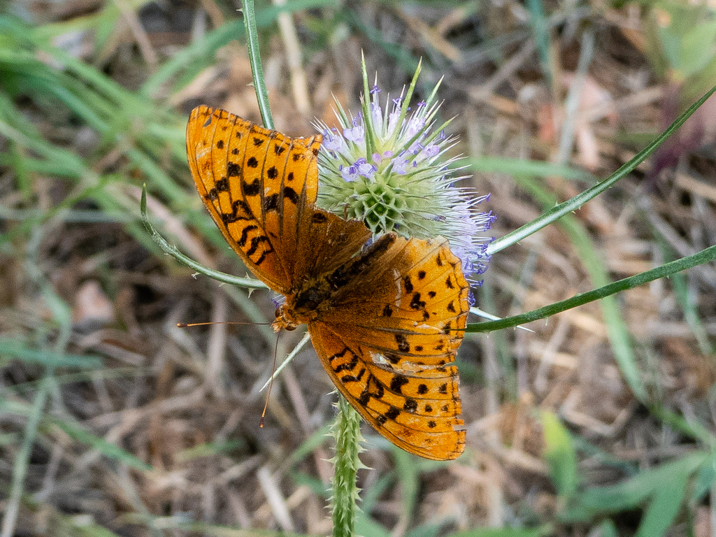Great Spangled Fritillary from Speywater, Troy on September 5, 2020 at ...