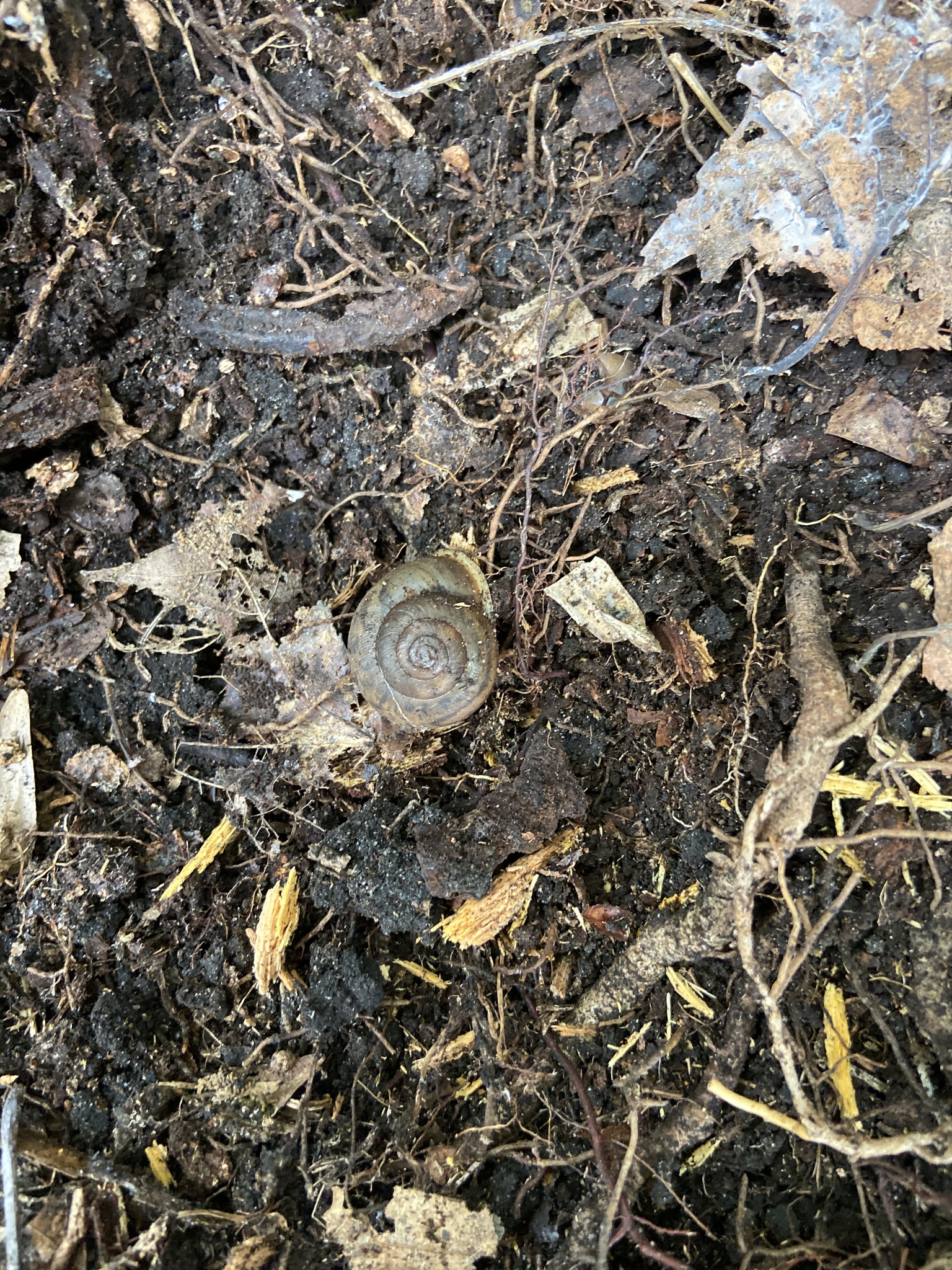 Neohelix dentifera (A.Binney, 1837)