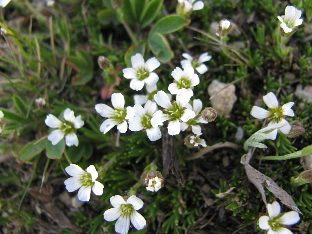 alpine sandwort (Plants of State Forest State Park) · iNaturalist