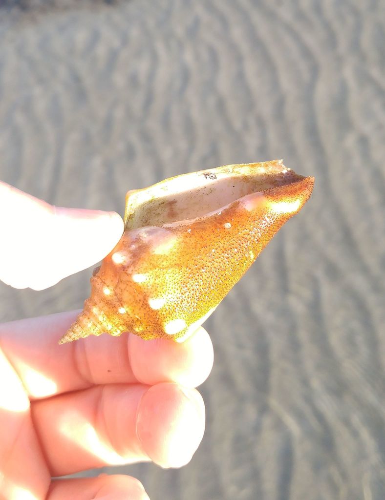 Eastern Pacific fighting conch from Rocky Point, Mx on July 7, 2017 at ...