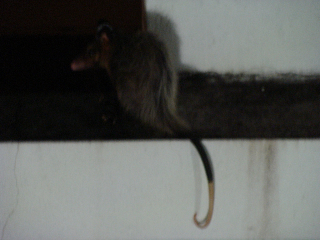 Big-eared Opossum from Camboinhas, Niterói - RJ, Brasil on April 23 ...