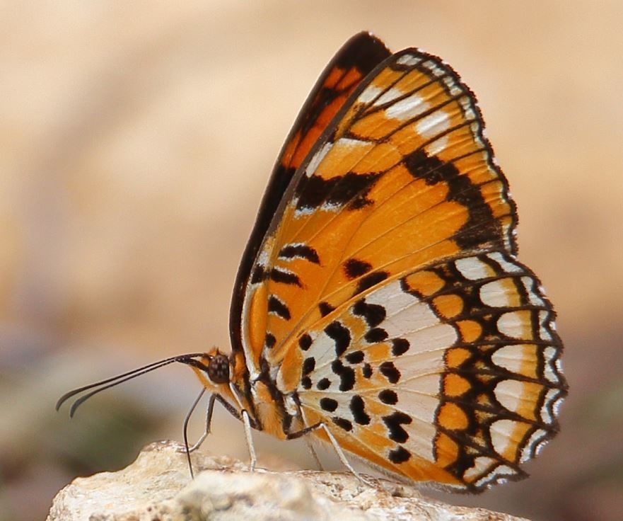 African Joker (Moths and Butterflies of the Mfolozi River catchment ...
