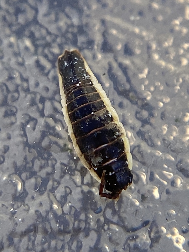 Baltic Isopod from Jones Beach State Park, Point Lookout, NY, US on ...