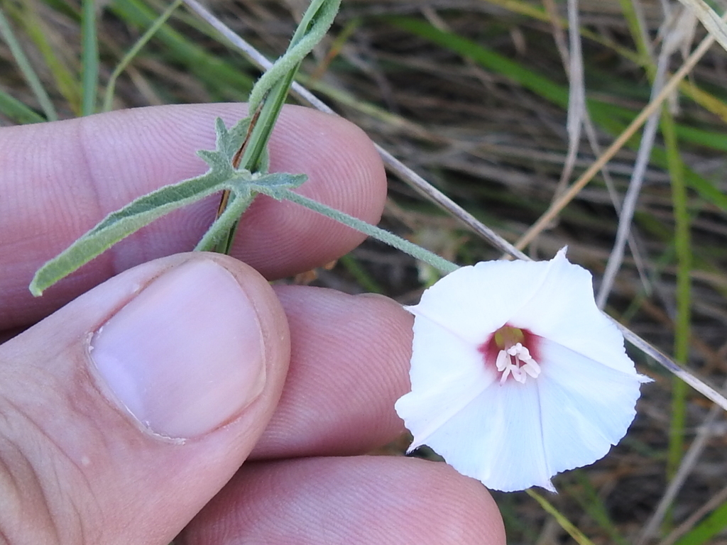 Texas bindweed from Lake Brownwood State Park, Texas on July 29, 2017 ...