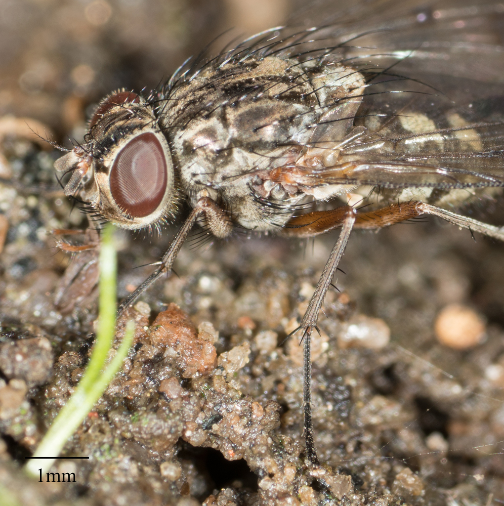 Phaonia californiensis from San Bernardino County, CA, USA on July 29 ...
