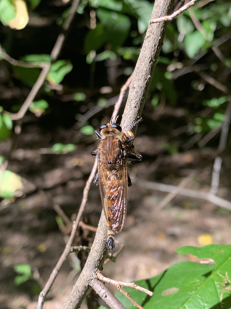 Red-footed Cannibal Fly from Moyer Road Local Park, Damascus, MD, US on ...