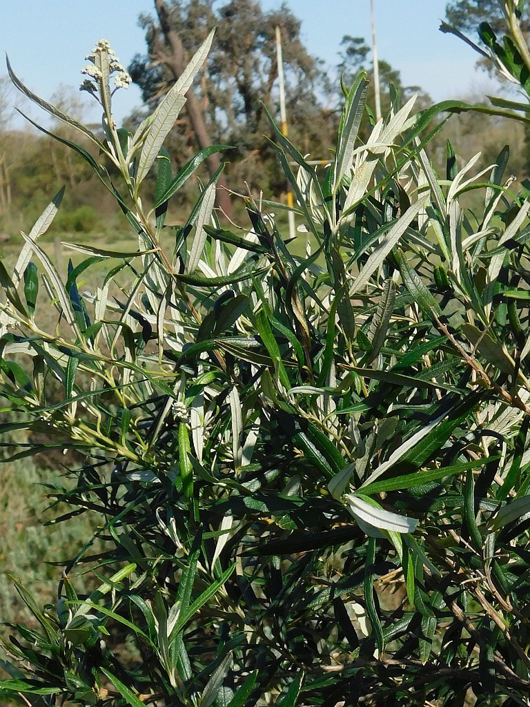 False Olive from Greyton, 7233, South Africa on September 3, 2020 at 10 ...