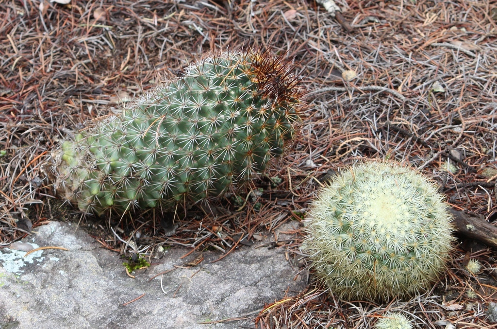 Coryphantha clavata stipitata from San Luis Potosí, S.L.P., México on ...