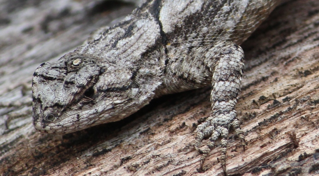 Graphic Spiny Lizard from Zaragoza, S.L.P., México on February 2, 2020 ...
