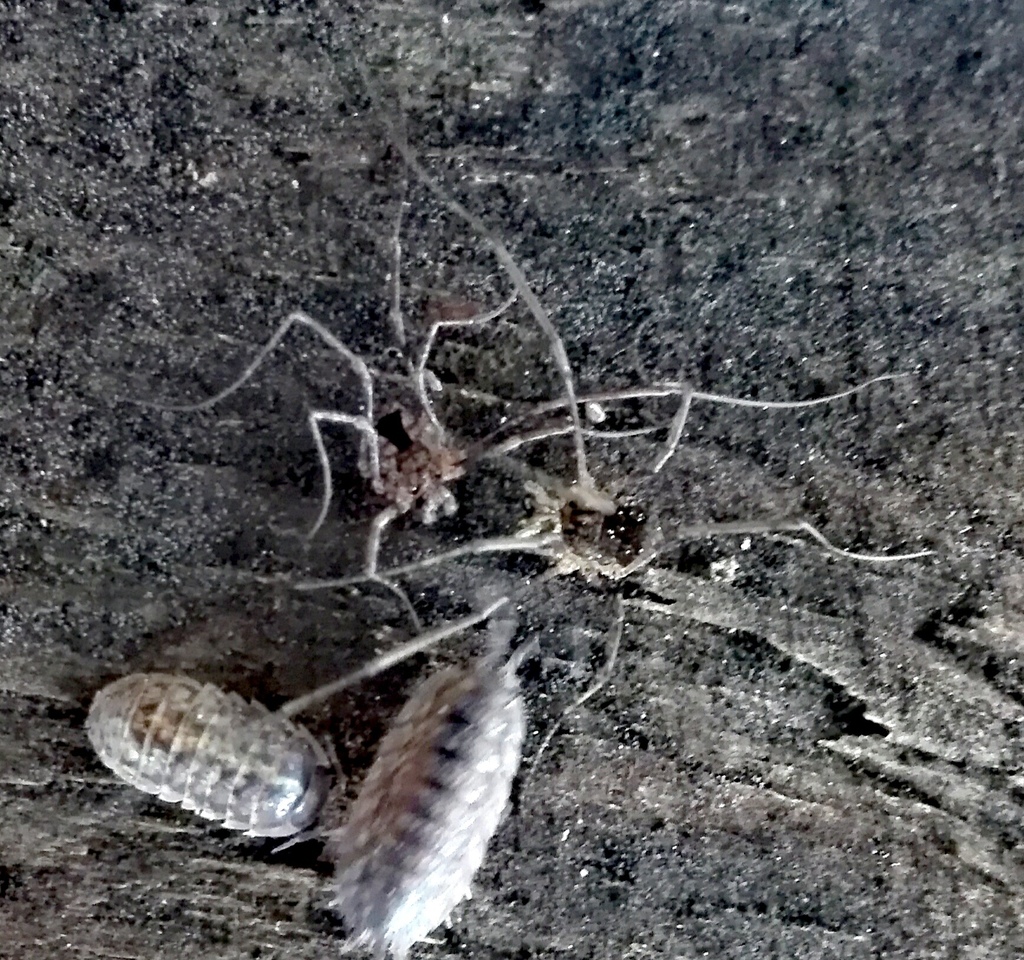 Opilión (Insectos en huertas y jardines de Bariloche) · iNaturalist