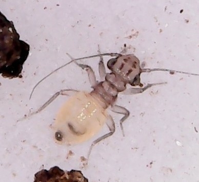 Neolepolepis occidentalis from Wells Branch, TX 78728, USA on September ...