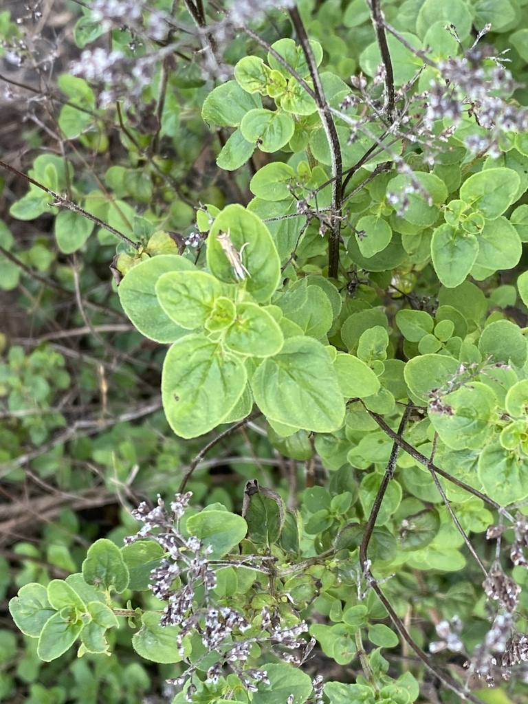 Oregano from Long Island, Massapequa, NY, US on September 6, 2020 at 03 ...