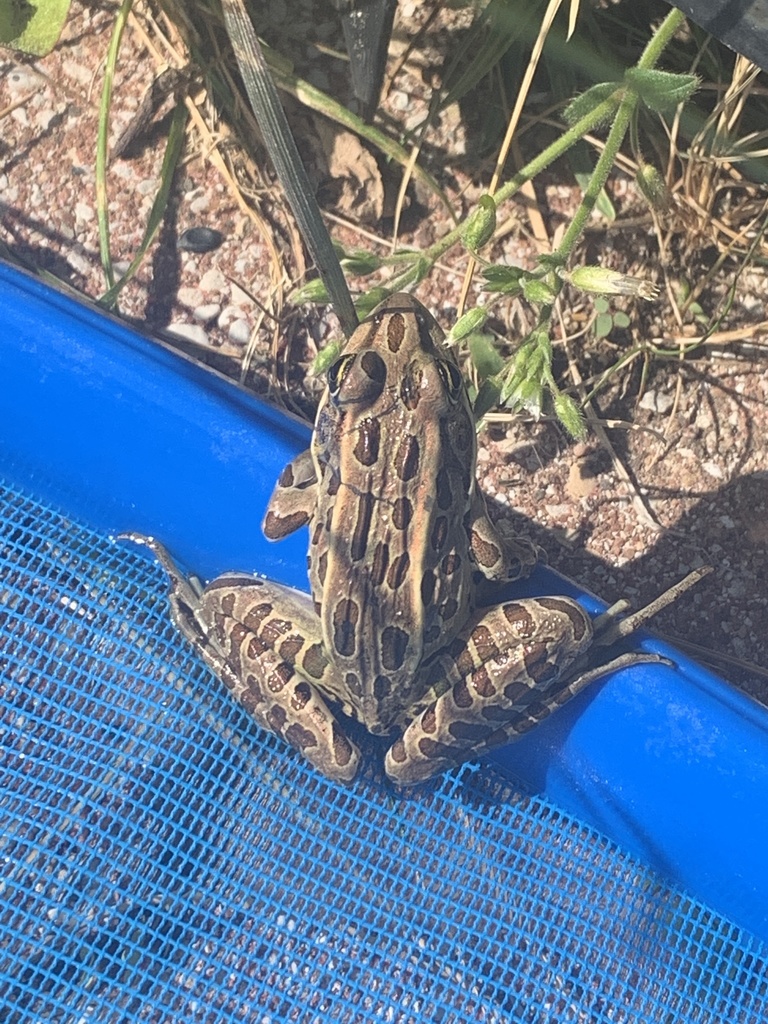 American Water Frogs on June 14, 2020 at 04:28 PM by desmondsbioblitz ...