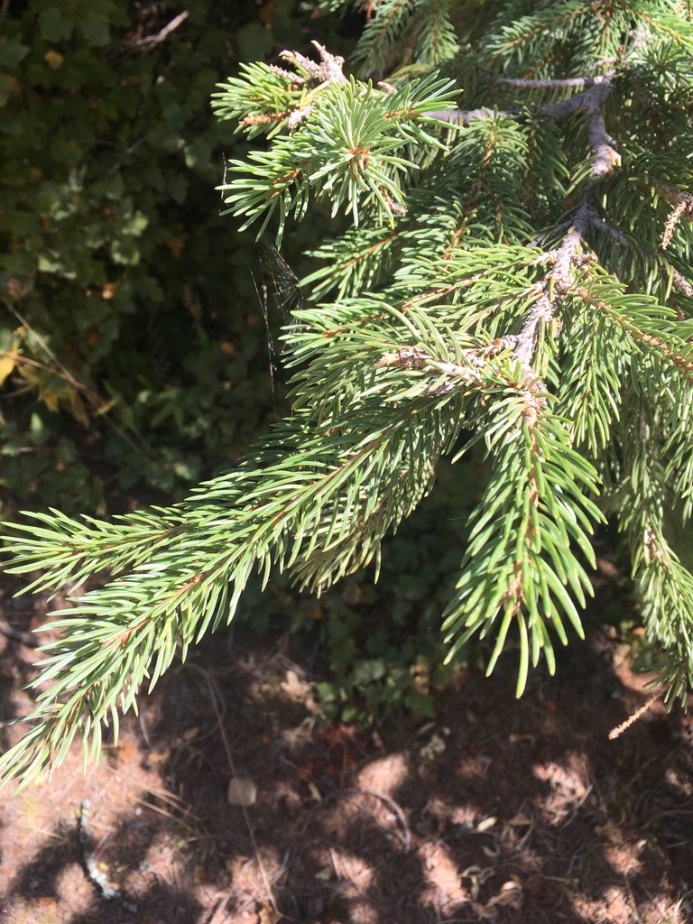 Engelmann spruce from Moscow, ID, US on September 07, 2020 at 11:50 AM ...
