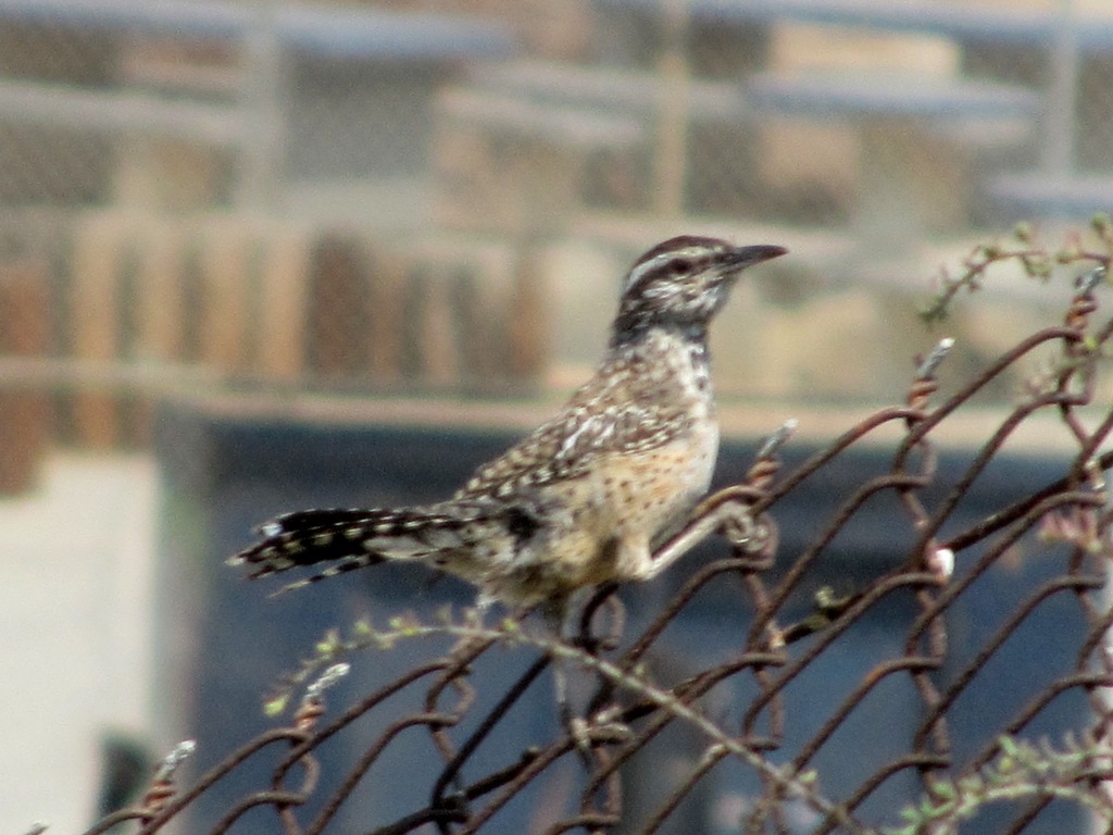 Cactus Wren from Twin Hills Little League on September 07, 2020 at 11: ...