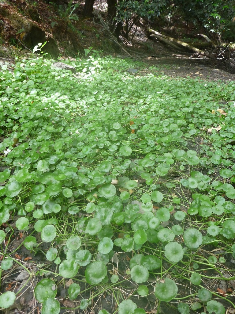 Whorled Marshpennywort (MatBio: HERBS IN FRESHWATER HABITATS - Matanzas ...