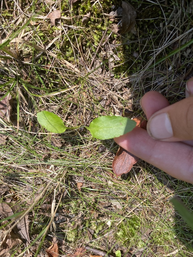 primrose-leaved violet in September 2020 by Robert Levy · iNaturalist