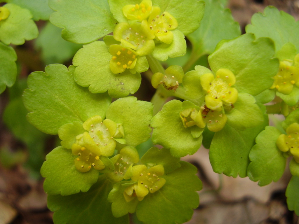saxifrage family (Saxifragaceae) - Botanical Realm