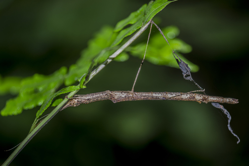 Genus Sosibia · iNaturalist