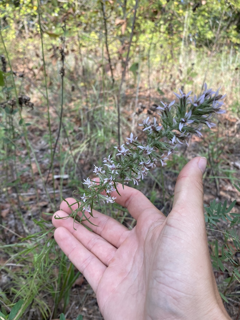 pink-scale blazing star (Liatris hesperelegans) - Botanical Realm
