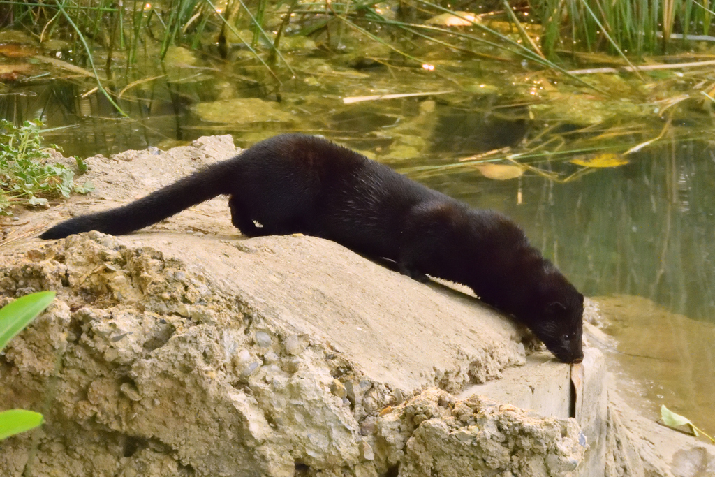 American Mink (Neogale vison) - Know Your Mammals